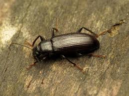 Mealworms: From Farm to Plate – Ento U.P Store